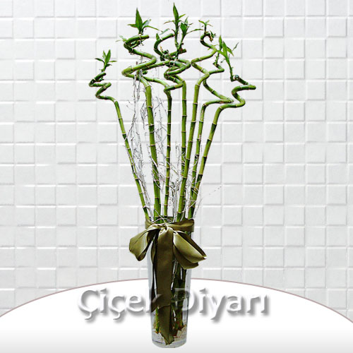 Şans Bambusu Çeşitleri