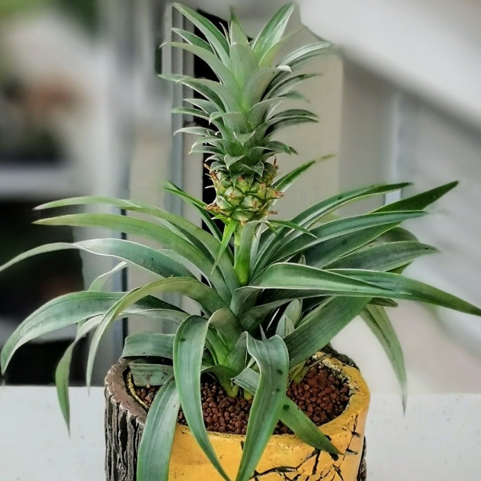 Ananas Comosus Güney Amerika kökenli meyvesi olan dekoratif bitki