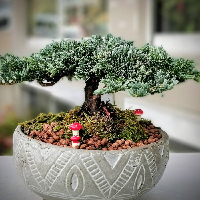 Juniperus Bonsai Umbrella stil ardıç bonsaisi gösterişli ve özel bir ...