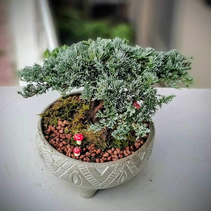 Juniperus Bonsai Umbrella stil ardıç bonsaisi gösterişli ve özel bir ...