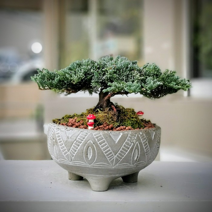 Juniperus Bonsai Umbrella stil ardıç bonsaisi gösterişli ve özel bir ...