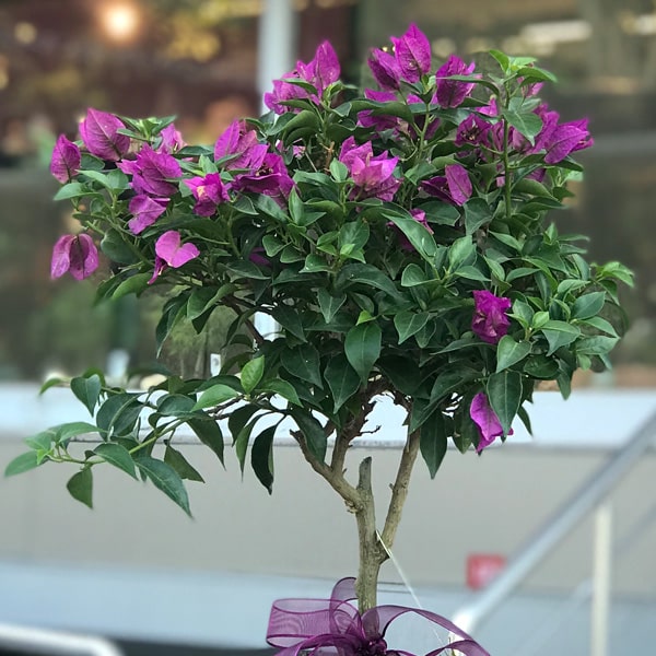 Begonvil Bonsai çiçekçi, Begonvil Bonsai çiçek gönder