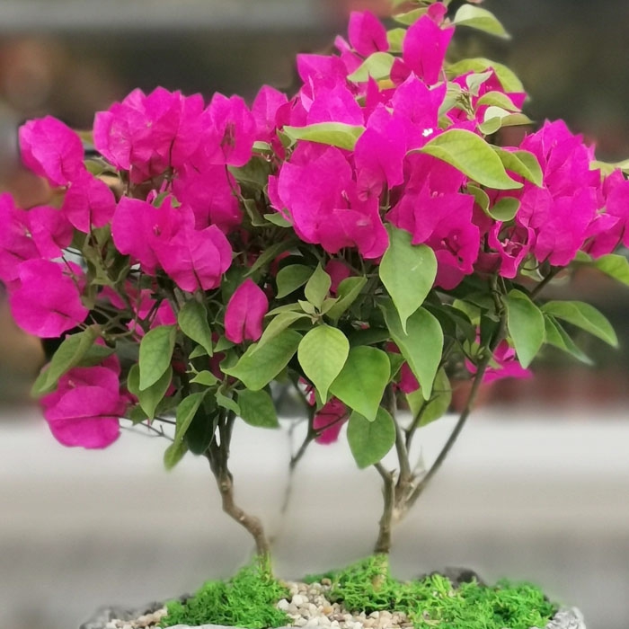 Begonvil Bonsai çiçekçi, Begonvil Bonsai çiçek gönder