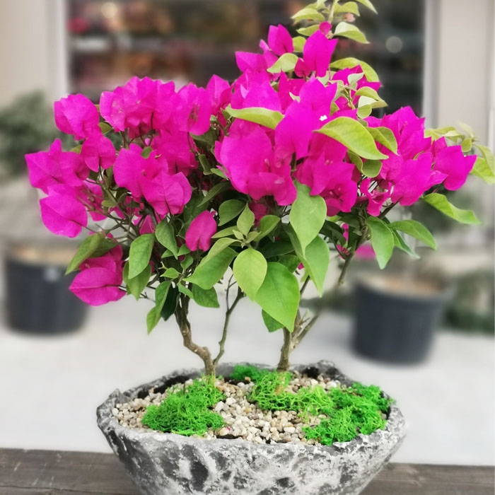 Begonvil Bonsai çiçekçi, Begonvil Bonsai çiçek gönder