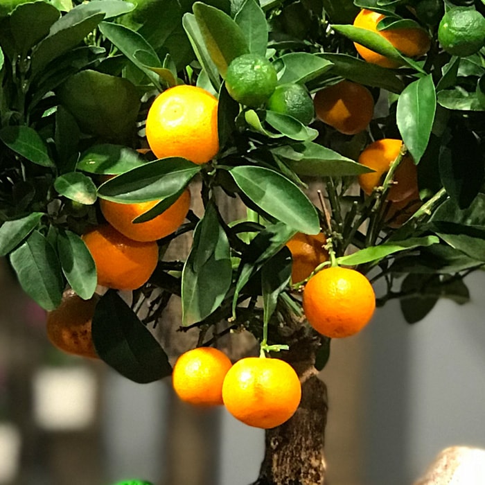 Citrus Bonsai ieki, Citrus Bonsai iek gnder