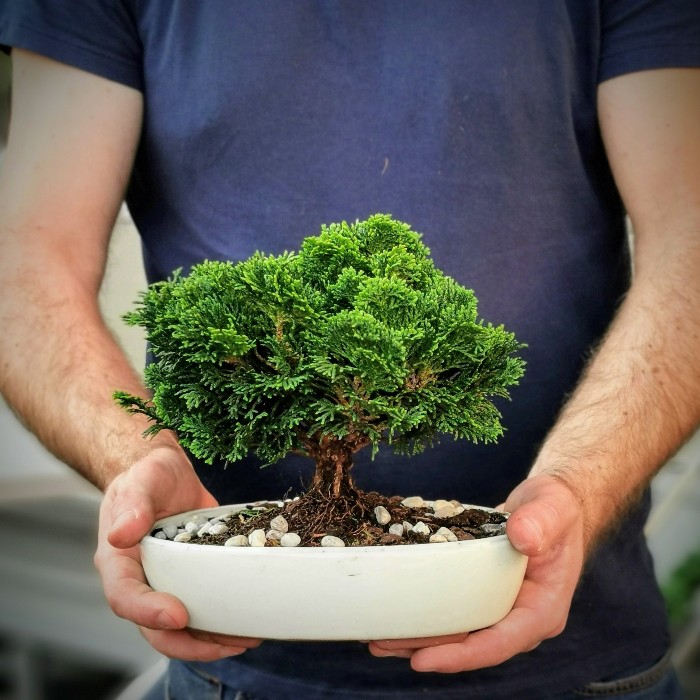 Thuja Occidentalis Bonsai çiçekçi, Thuja Occidentalis Bonsai çiçek gönder