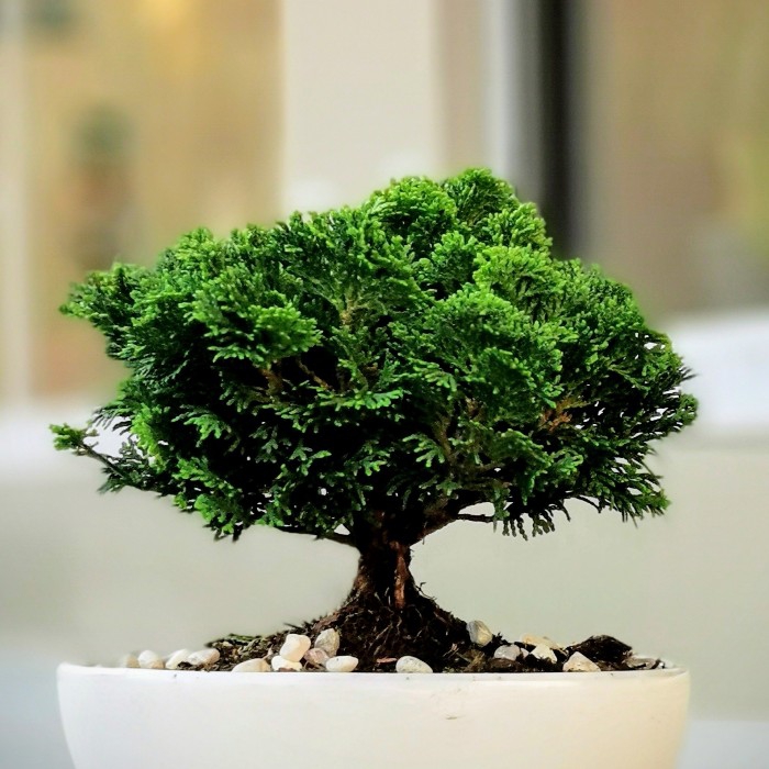 Thuja Occidentalis Bonsai çiçekçi, Thuja Occidentalis Bonsai çiçek gönder