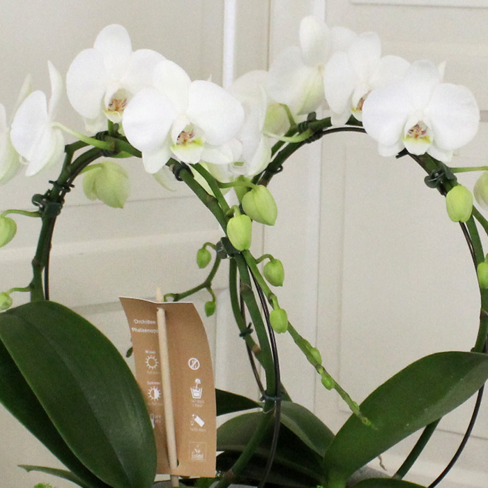 Mirror Miracle Orchids çiçekçi, Mirror Miracle Orchids çiçek gönder
