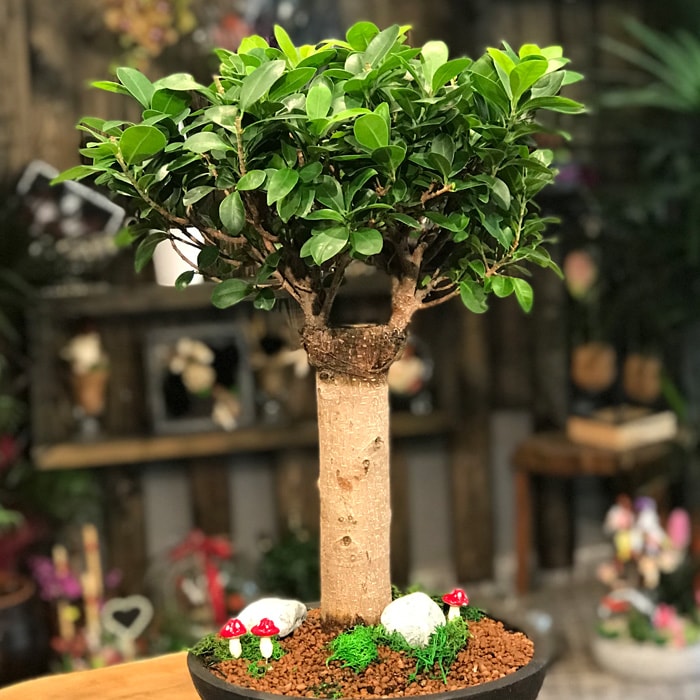 Ginseng Broom Bonsai çiçekçi, Ginseng Broom Bonsai çiçek gönder