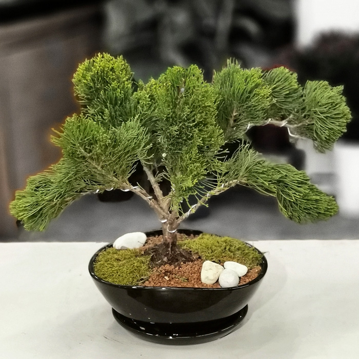 Juniperus Mint Julep Bonsai bonsai sanatına yeni başlamak için güzel tercih