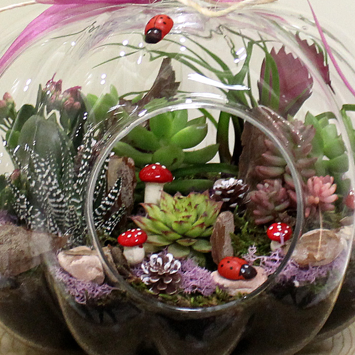 Haworthia Terraryum çiçekçi, Haworthia Terraryum çiçek gönder