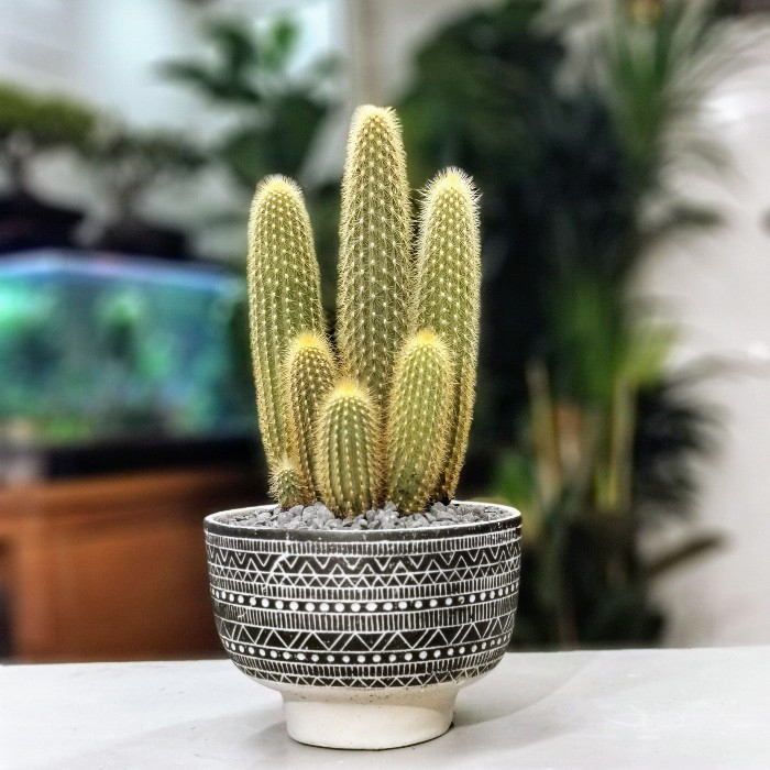 Espostoa Guentheri cactus sarı dikenleriyle İlgi çeken dayanıklı bakımı ...