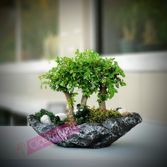 Üçlü Zelkova Broom Bonsai çiçekçi, Üçlü Zelkova Broom Bonsai çiçek gönder