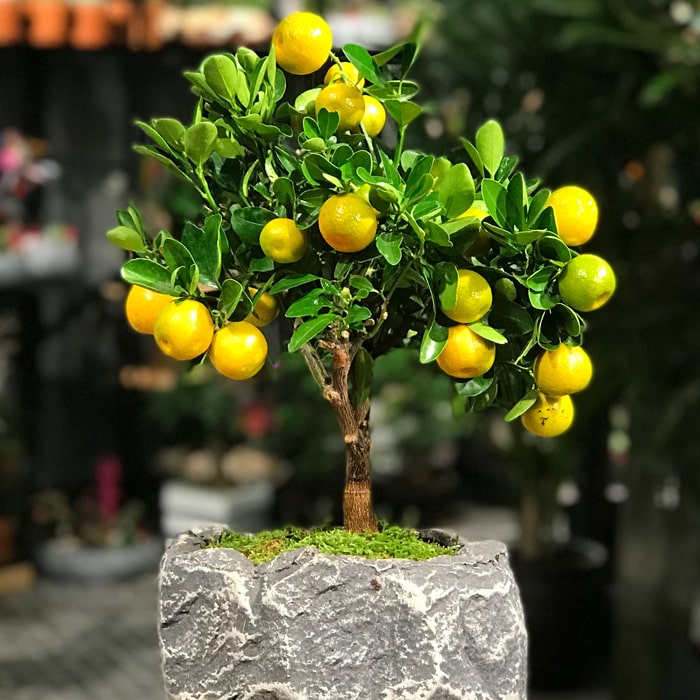 Citrus Bonsai çiçekçi, Citrus Bonsai çiçek gönder