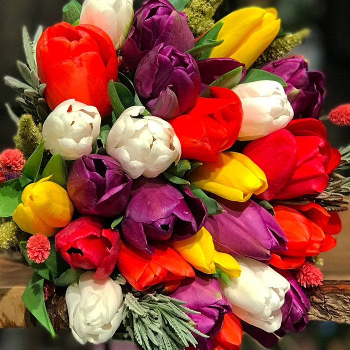 Laleli renkli laleler