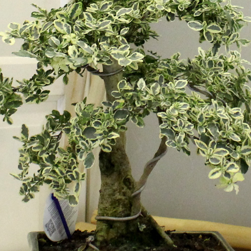 Ligustrum Sinensis Variegata çiçekçi, Ligustrum Sinensis Variegata ...