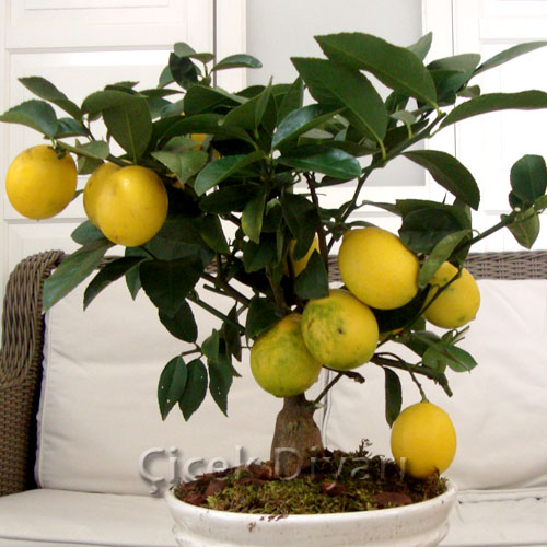 Limon Bonsai çiçekçi, Limon Bonsai çiçek gönder