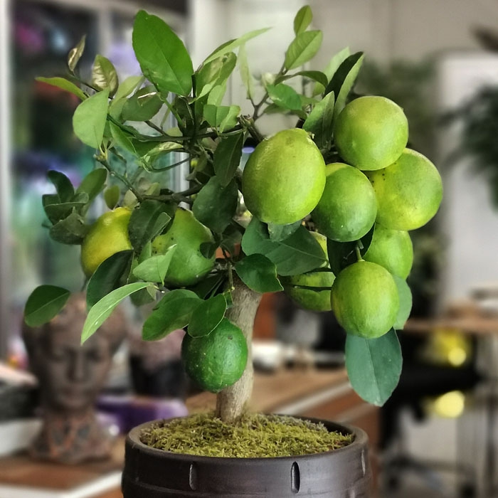 Limon Bonsai çiçekçi, Limon Bonsai çiçek gönder