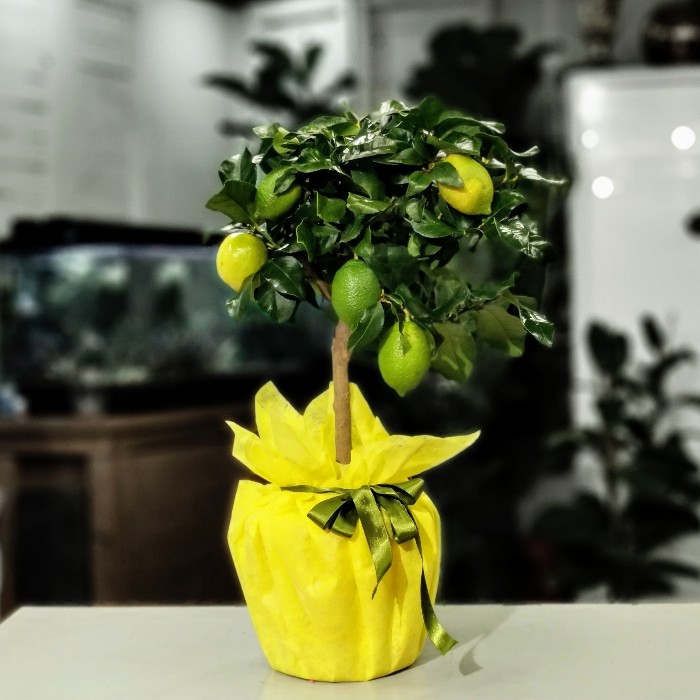 Limon bonsai