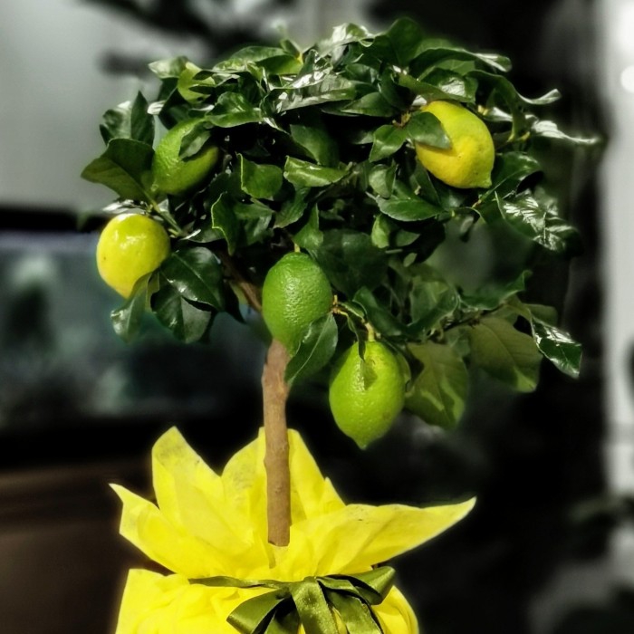 Limon bonsai