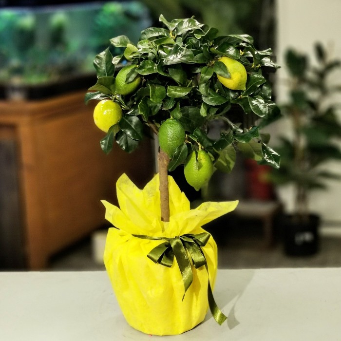 Limon bonsai