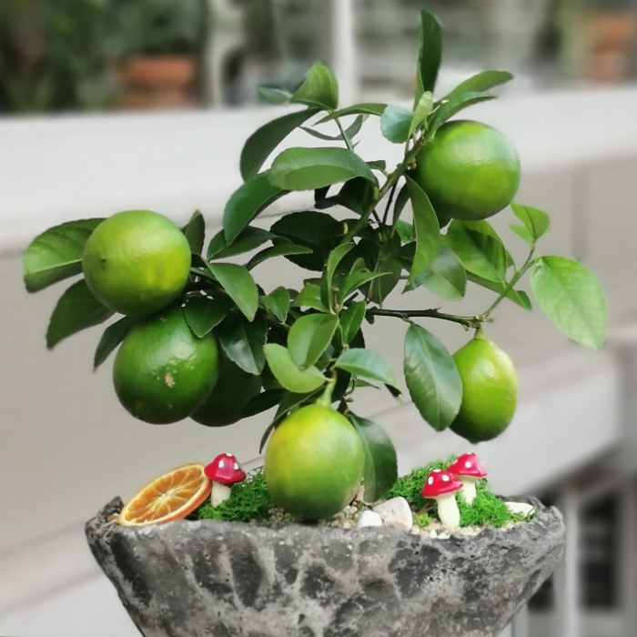 Minyatür Limon Bonsai çiçekçi, Minyatür Limon Bonsai çiçek gönder