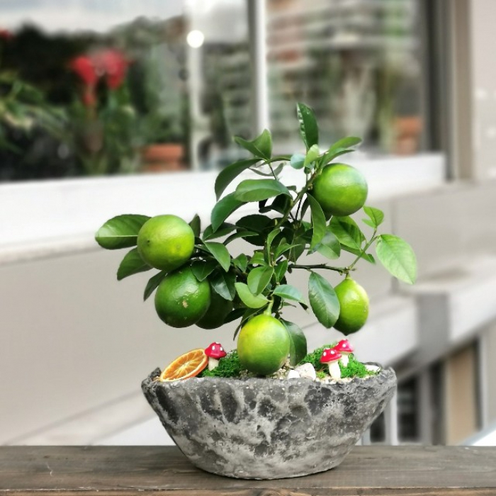 Minyatür Limon Bonsai çiçekçi, Minyatür Limon Bonsai çiçek gönder