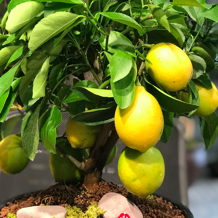 Limon Bonsai ieki, Limon Bonsai iek gnder