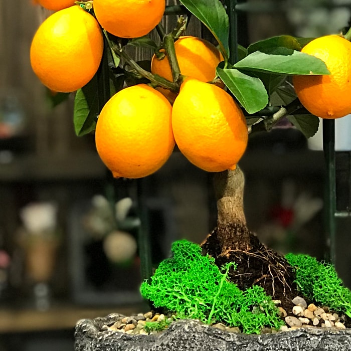 Limon Bonsai ieki, Limon Bonsai iek gnder
