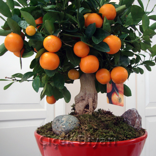 Citrus Bonsai ieki, Citrus Bonsai iek gnder