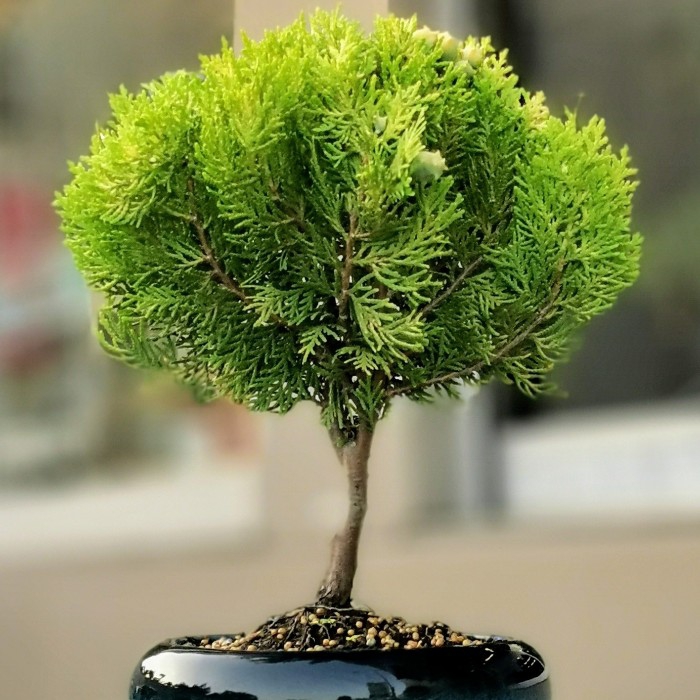 Gold thuja bonsai yeşilden sarıya dönen rengiyle genç bonsai adayı