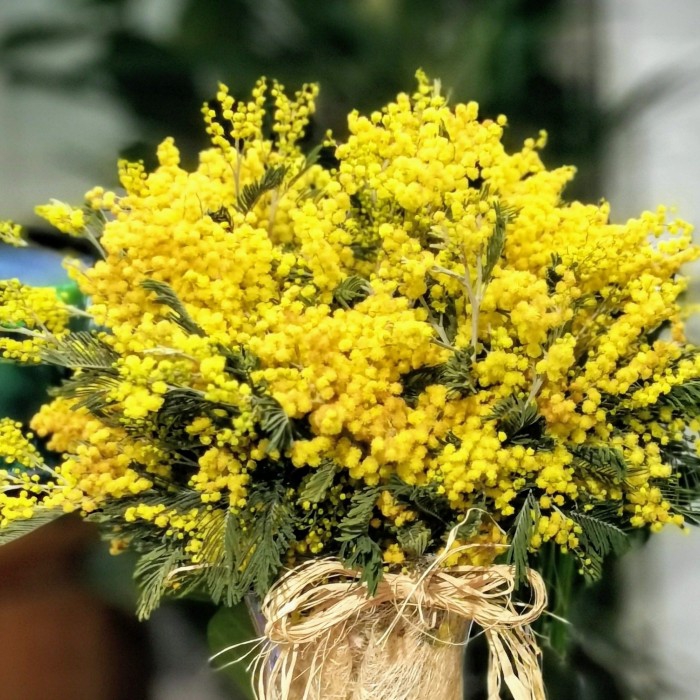 Mimozalar - Baharın Habercisi