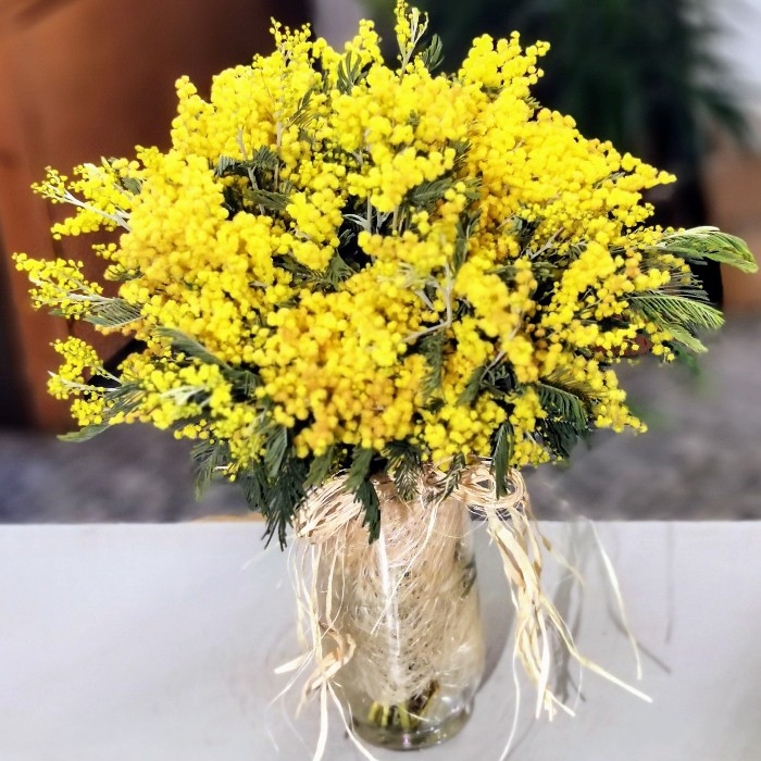 Mimozalar - Baharın Habercisi