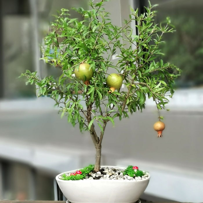 Nar Bonsai - Punica Granatum Nana çiçekçi, Nar Bonsai - Punica Granatum ... Nar Bonsai - Punica Granatum Nana çiçekçi, Nar Bonsai - Punica Granatum ...