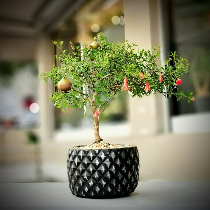 Nar Bonsai Punica Granatum Nana Nar Bonsai Punica Granatum Nana
