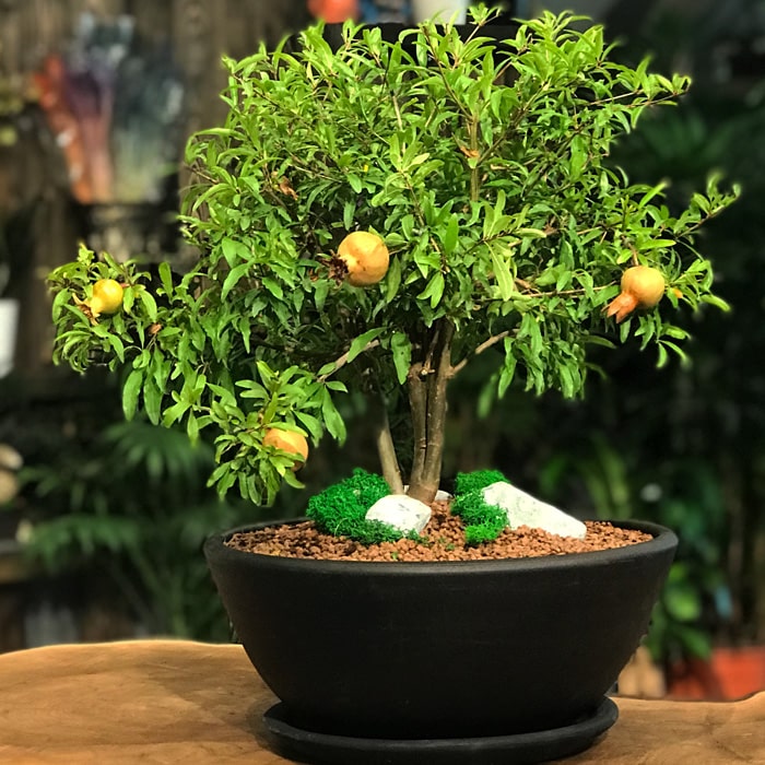 Nar Bonsai - Punica Granatum Nana çiçekçi, Nar Bonsai - Punica Granatum ... Nar Bonsai - Punica Granatum Nana çiçekçi, Nar Bonsai - Punica Granatum ...