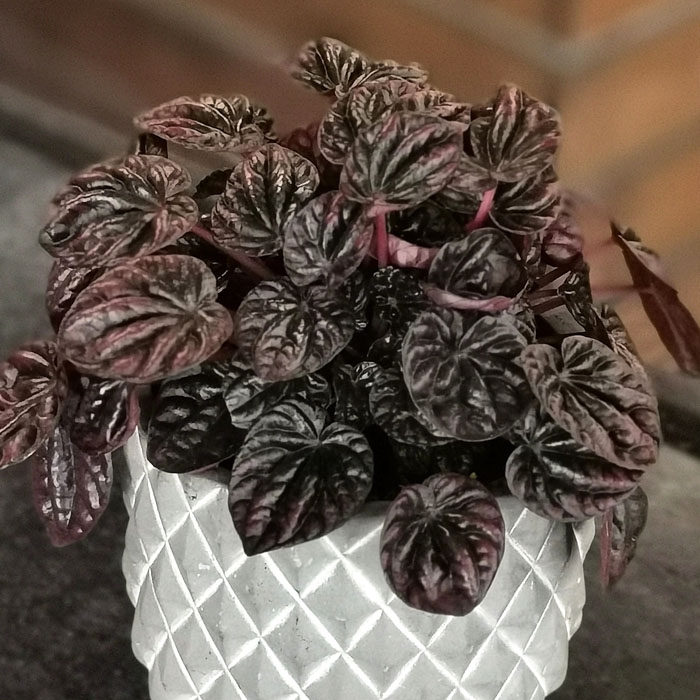 Peperomia Schumi Red çiçekçi, Peperomia Schumi Red çiçek gönder