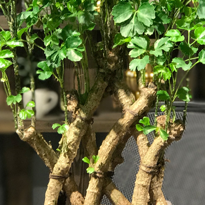 Örgülü Polyscias Bonsai çiçekçi, Örgülü Polyscias Bonsai çiçek gönder