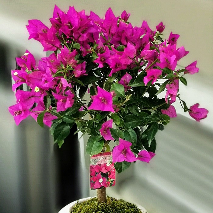 Begonvil Bonsai çiçekçi, Begonvil Bonsai çiçek gönder