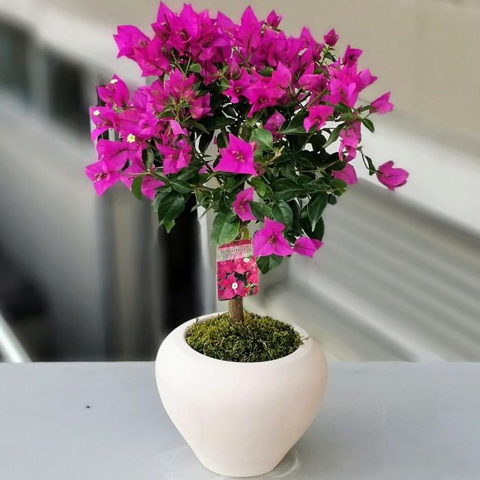 Begonvil Bonsai çiçekçi, Begonvil Bonsai çiçek gönder