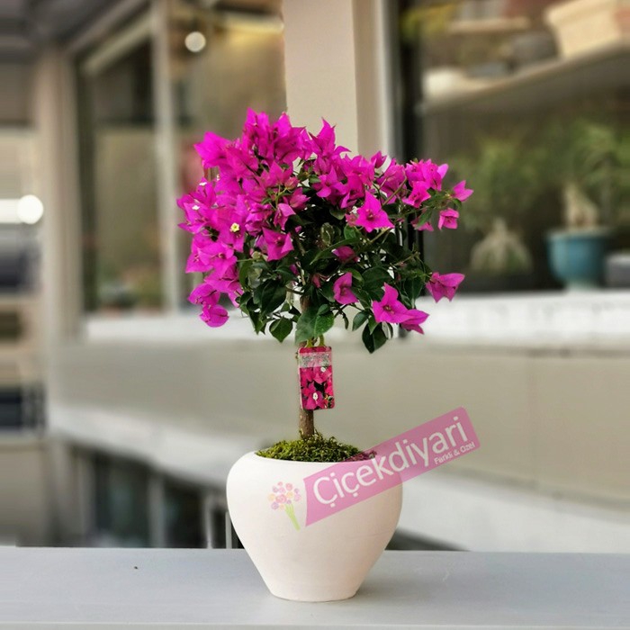 Begonvil Bonsai çiçekçi, Begonvil Bonsai çiçek gönder