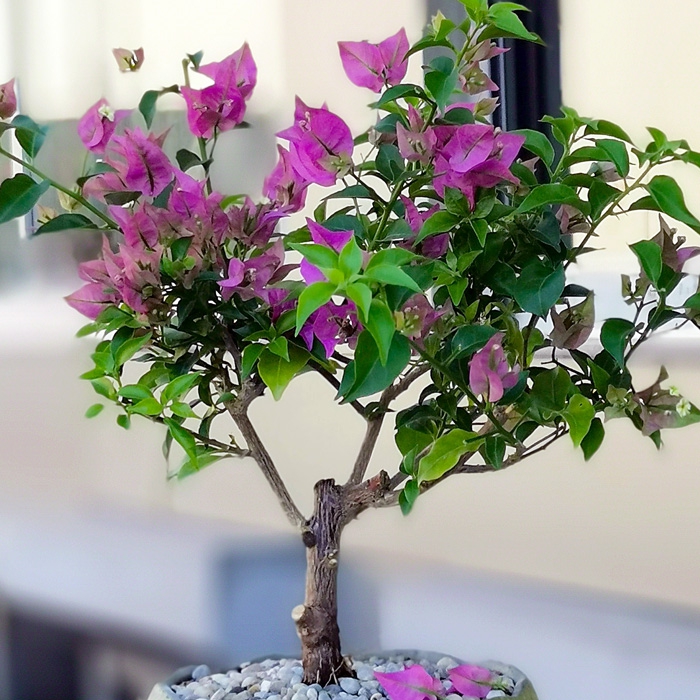 Begonvil Bonsai çiçekçi, Begonvil Bonsai çiçek gönder