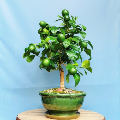 Online Bonsai Siparişi, Tüm İstanbul Aynı Gün Teslimat, Güncel Bonsailer